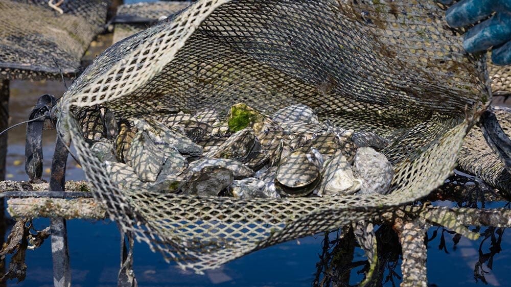 Launch of Sligo Oyster Experience | Sligo Oyster Farm Tour